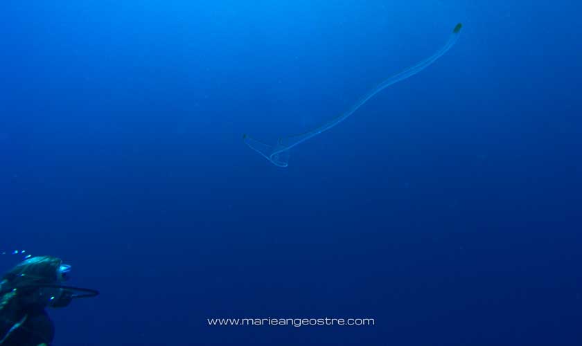 Des salpes en plongée au Brésil – Marie-Ange Ostré