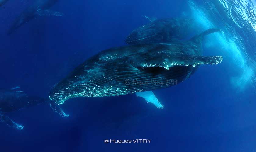 Plongée île Maurice : dauphins, requins, baleines (1/2) – Marie-Ange Ostré