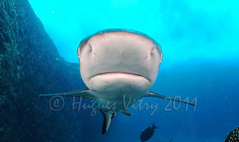 Plongée île Maurice : dauphins, requins, baleines (2/2) – Marie-Ange Ostré