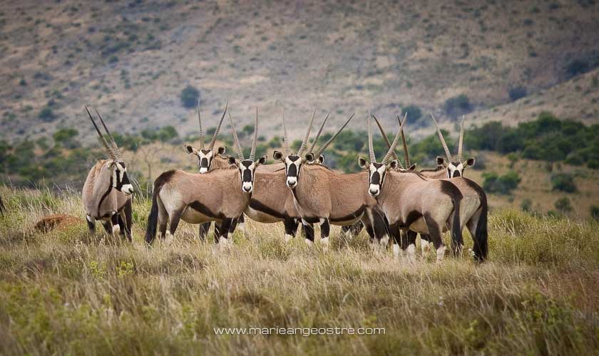 Antilopes d’Afrique du Sud, à voir et à manger – Marie-Ange Ostré